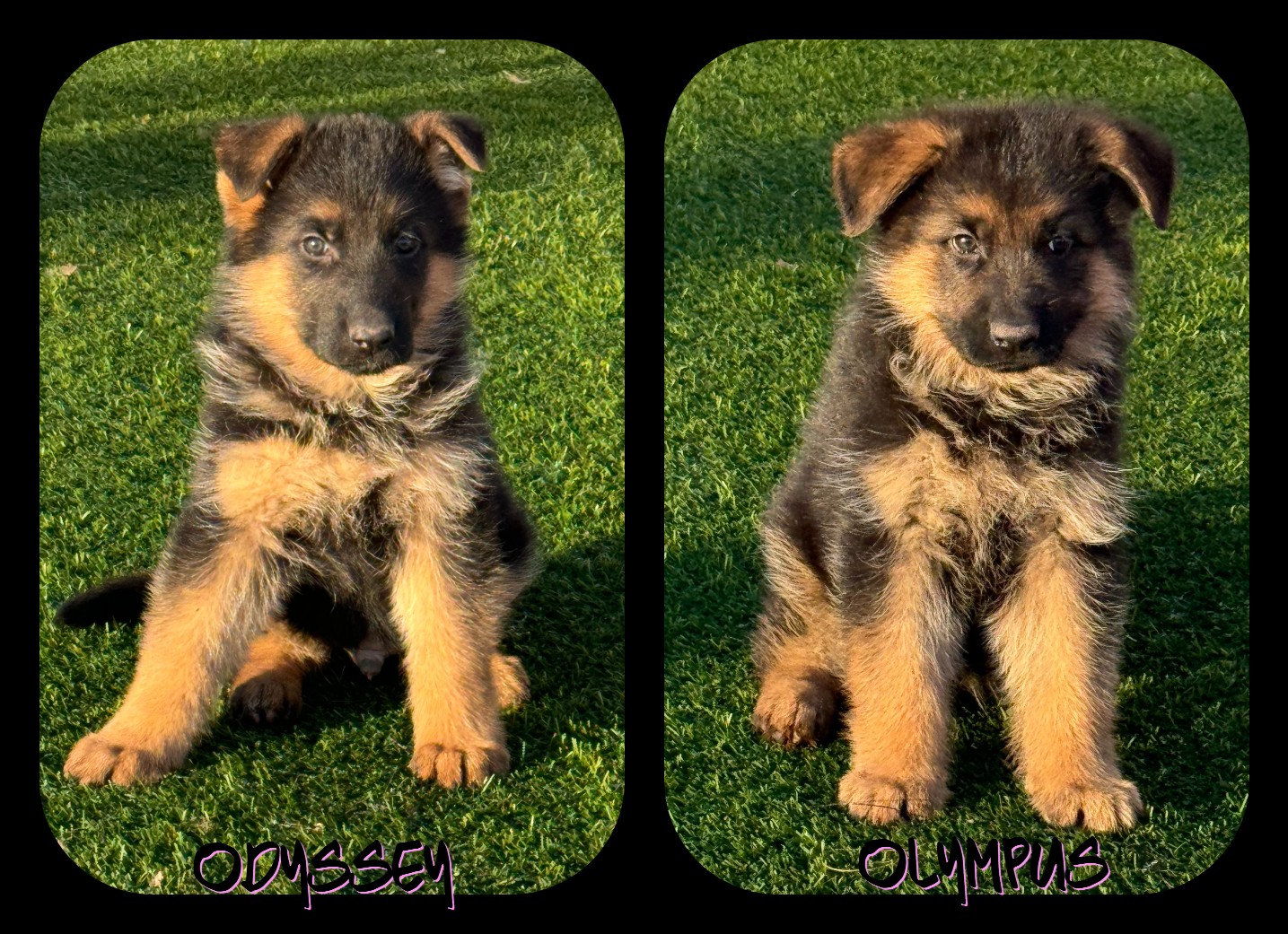 So Cal German Shepherds - Available Puppies